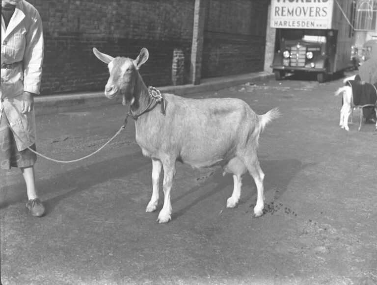 Yule never baa-lieve it: a case for the Yule Goat at Christmas | The ...